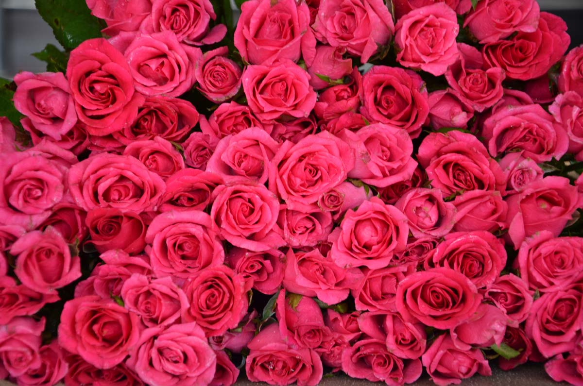 Pink Roses, Yangon, Myanmar (Birma) | a travel and documentary ...